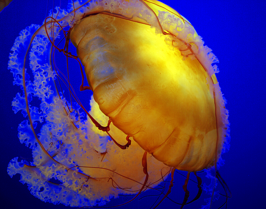 jelly – PictureLongmont