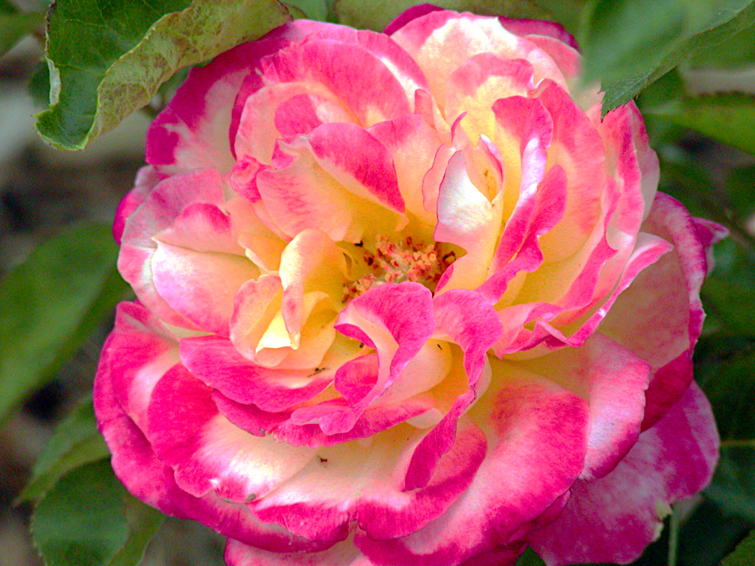 memorial rose garden – PictureLongmont