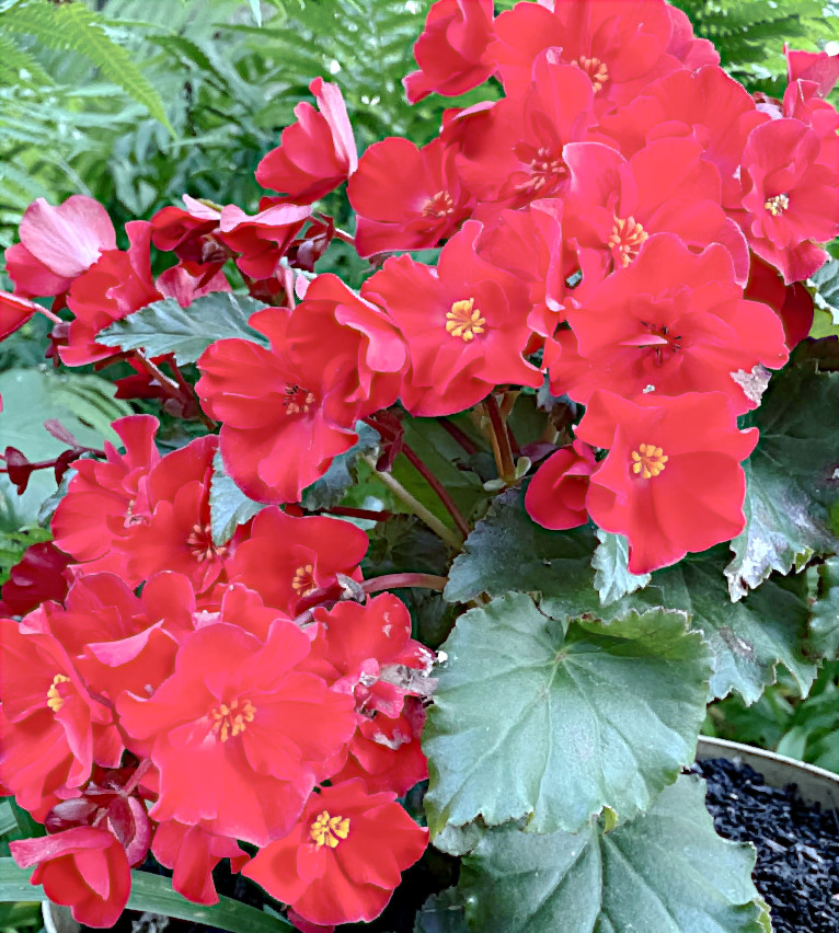 bright flowerets – PictureLongmont