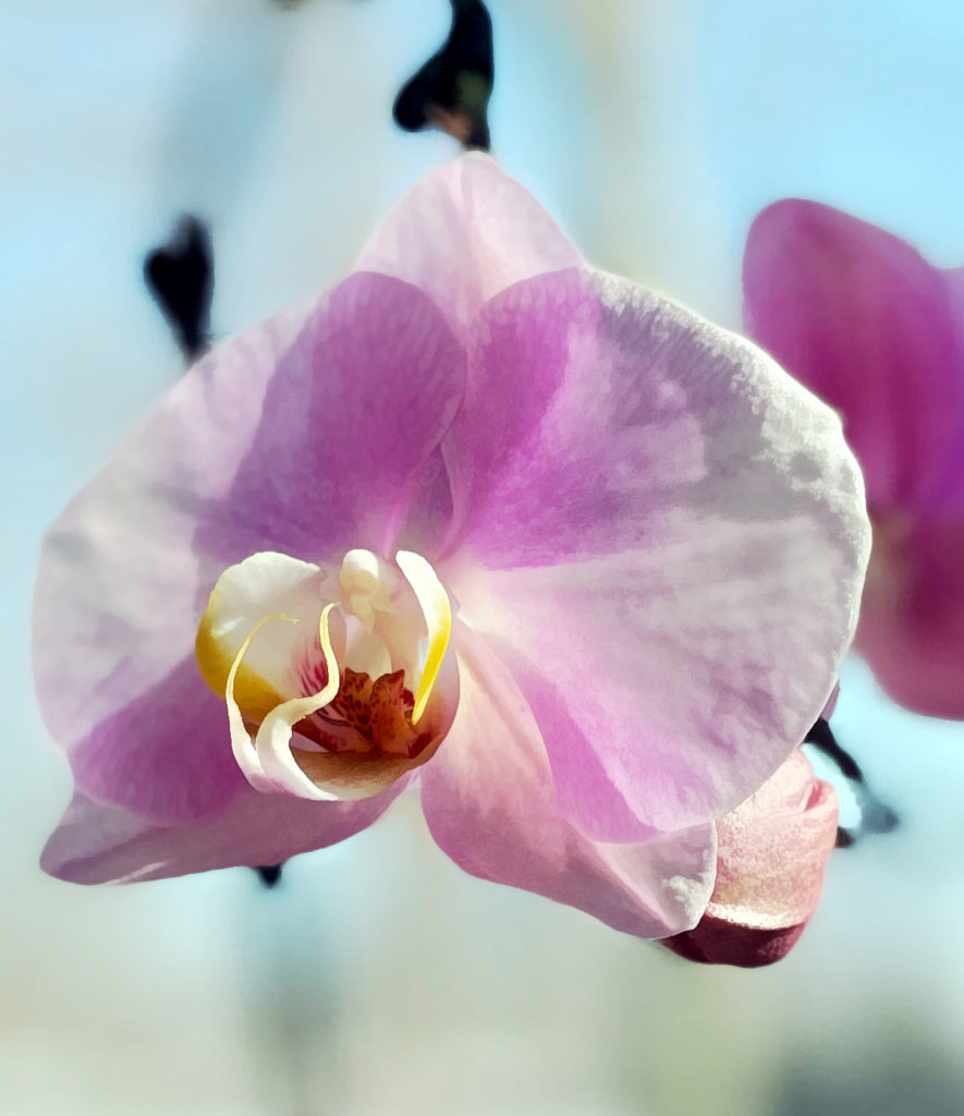 Winter orchid – PictureLongmont