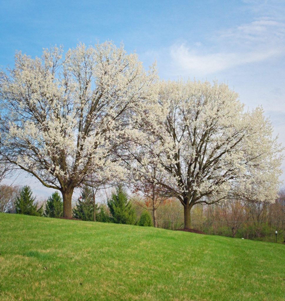 Two trees of spring – PictureLongmont